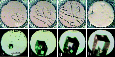 Halogen and hydrogen bonds in compressed pentachloroethane ...