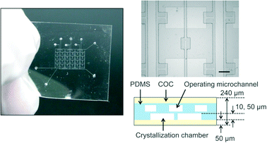 A microfluidic-based protein crystallization method in 10 micrometer ...