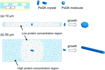 A microfluidic-based protein crystallization method in 10 micrometer ...