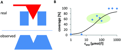 Peptides@mica: from affinity to adhesion mechanism - Physical Chemistry ...