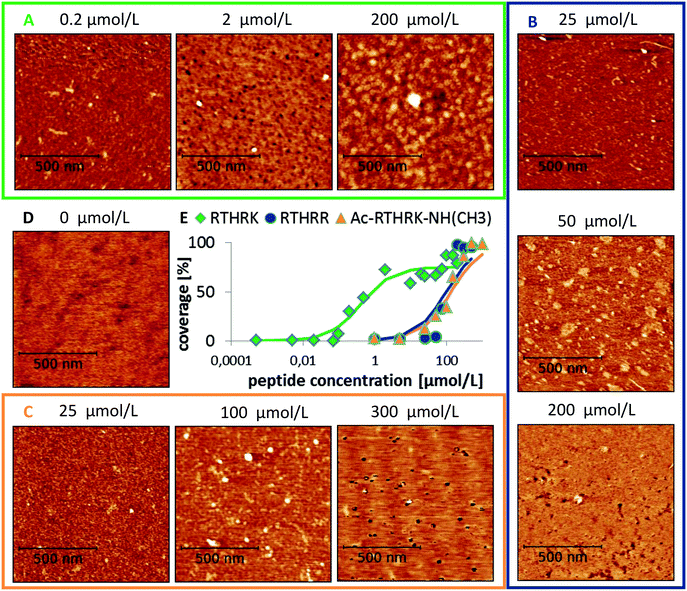 Peptides@mica: from affinity to adhesion mechanism - Physical Chemistry ...