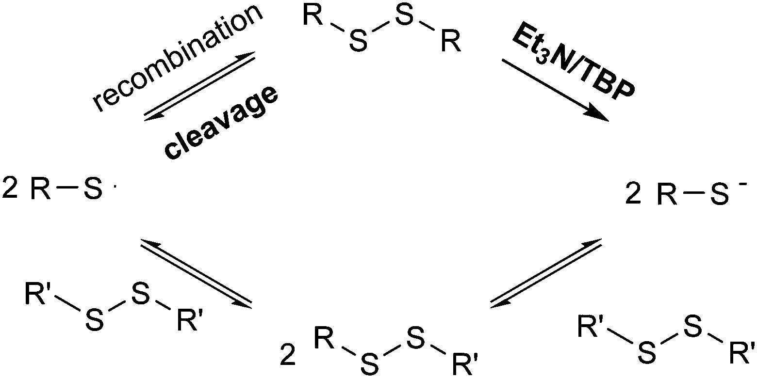 The underlying mechanisms for self-healing of poly(disulfide)s ...