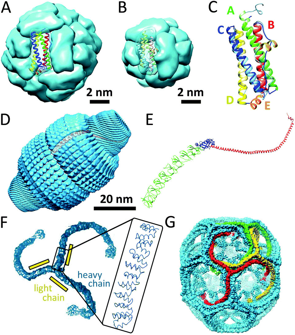 Natural supramolecular protein assemblies - Chemical Society Reviews ...