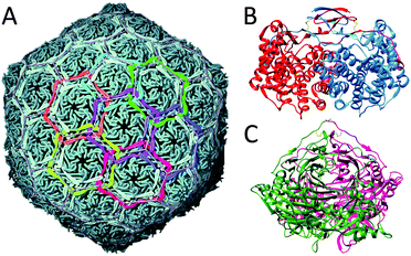 Natural supramolecular protein assemblies - Chemical Society Reviews ...