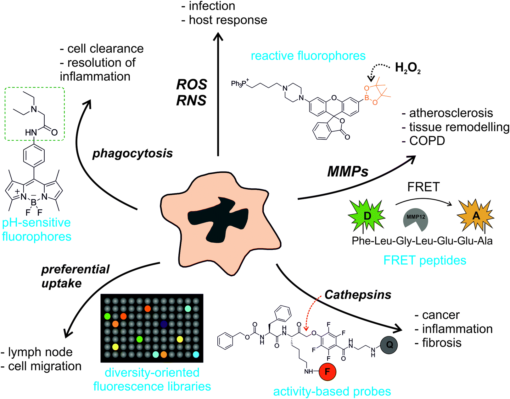 Smart fluorescent probes for imaging macrophage activity - Chemical ...