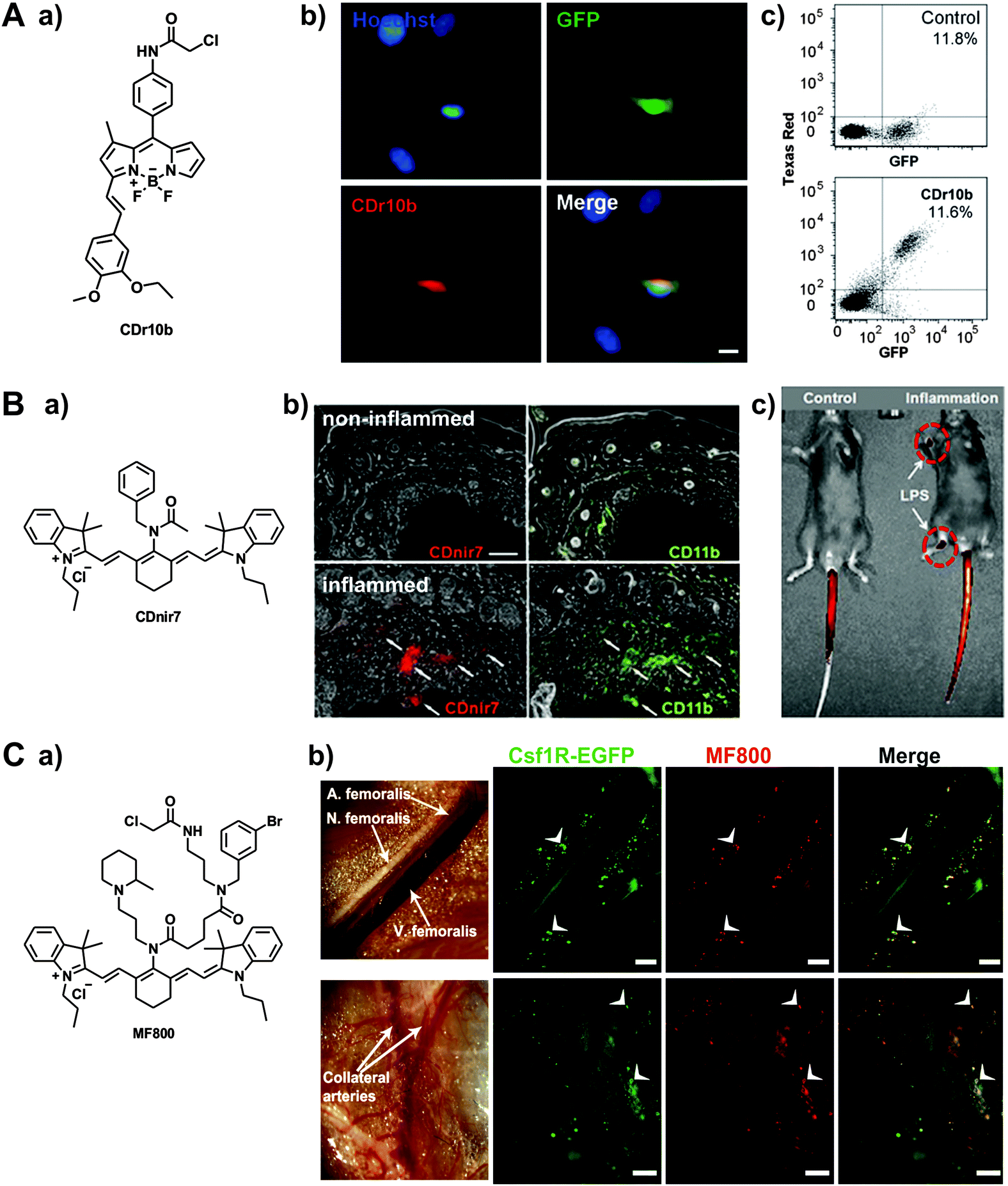 Smart fluorescent probes for imaging macrophage activity - Chemical ...