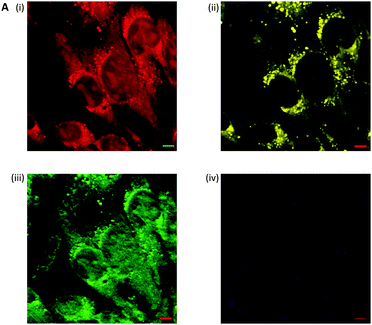 Stimulated Raman scattering microscopy: an emerging tool for drug ...