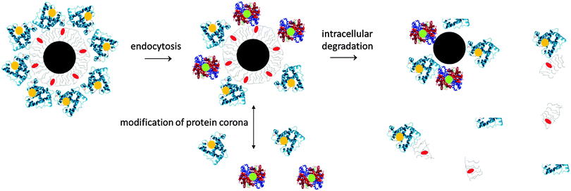 In vivo degeneration and the fate of inorganic nanoparticles - Chemical ...