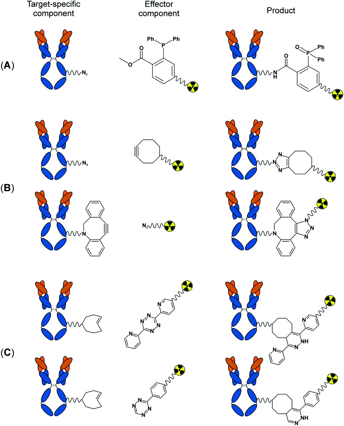 New insights into the pretargeting approach to image and treat tumours ...