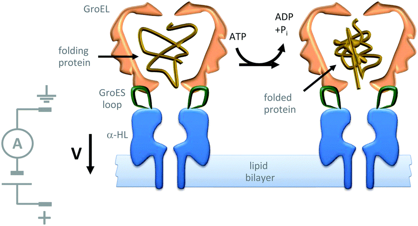 Man-made molecular machines: membrane bound - Chemical Society Reviews ...