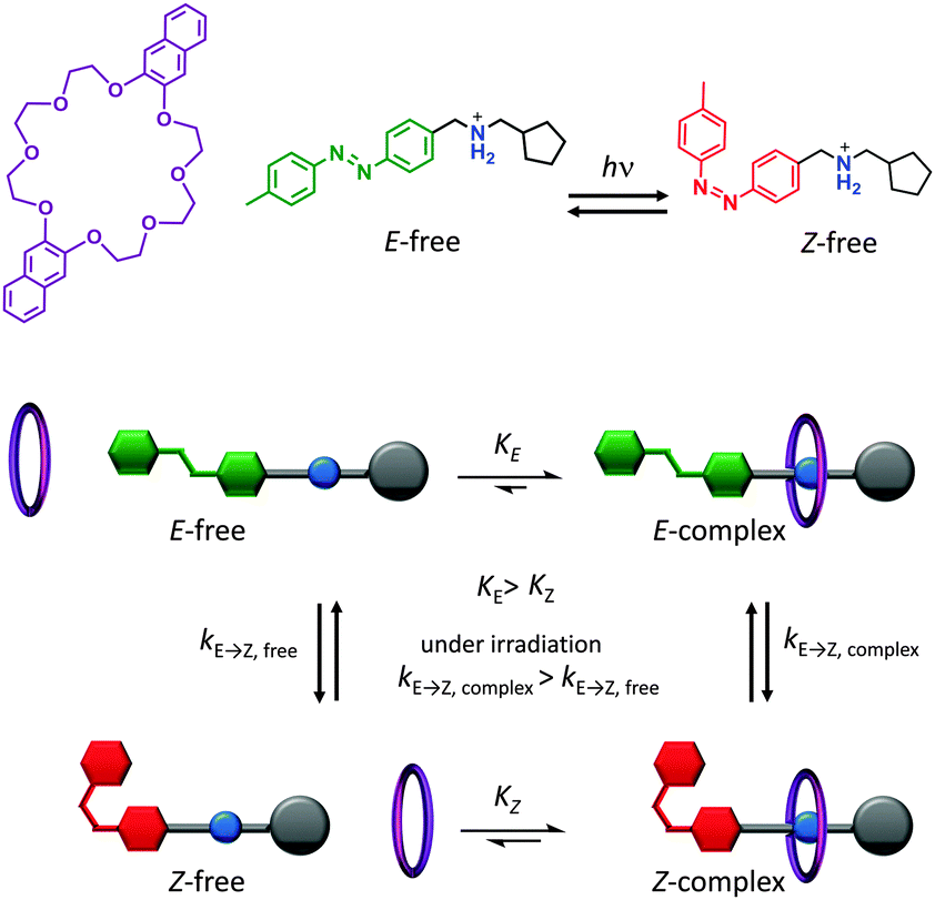 Man-made molecular machines: membrane bound - Chemical Society Reviews ...