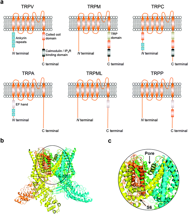 Natural product modulators of transient receptor potential (TRP ...