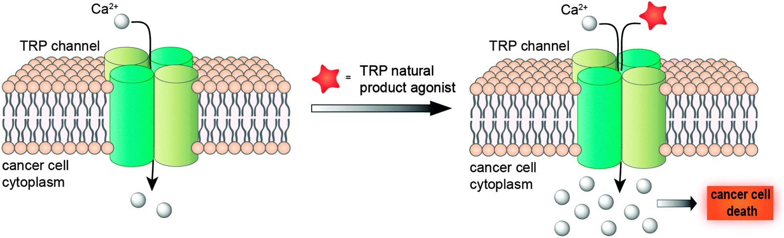 Natural product modulators of transient receptor potential (TRP ...