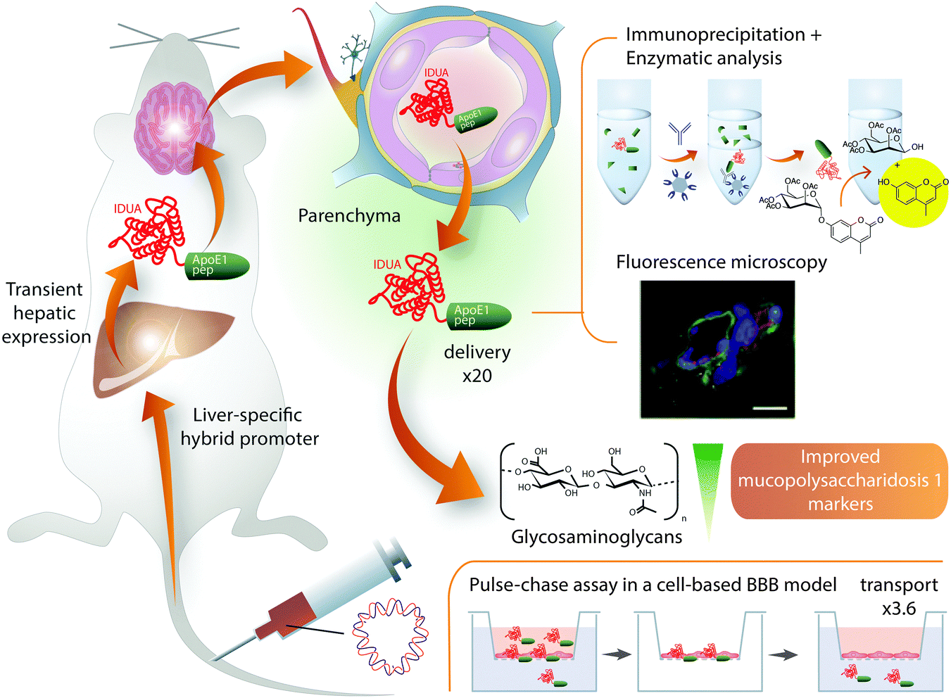 Blood–brain barrier shuttle peptides: an emerging paradigm for brain ...