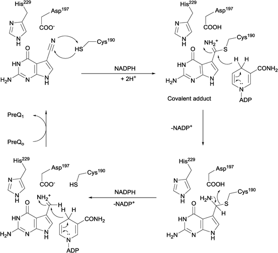 Substrate and cofactor binding to nitrile reductase: a mass ...
