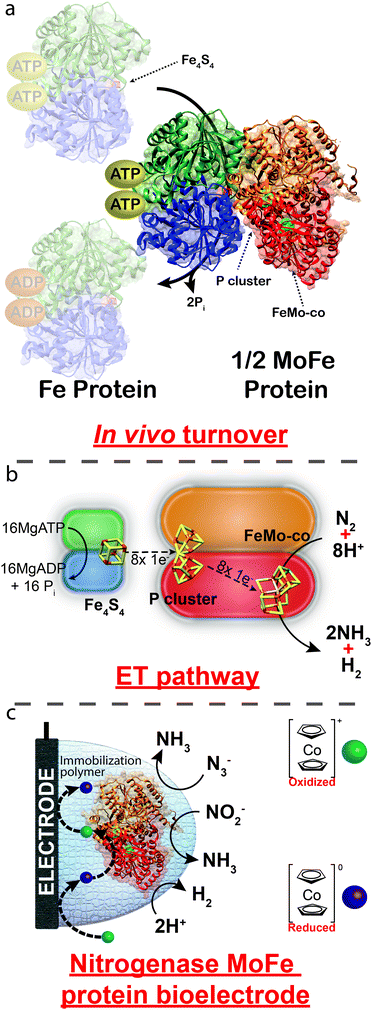 Nitrogenase bioelectrocatalysis: heterogeneous ammonia and hydrogen ...