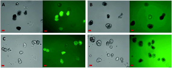 The role of plant cell wall encapsulation and porosity in regulating ...