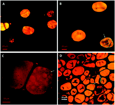 The role of plant cell wall encapsulation and porosity in regulating ...