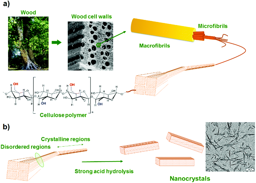 Review: nanocelluloses as versatile supports for metal nanoparticles ...