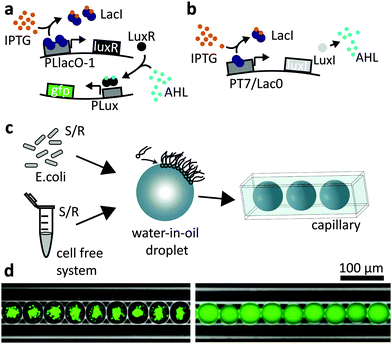 Chemical communication between bacteria and cell-free gene expression ...