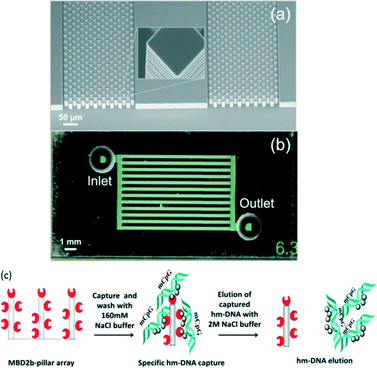 Microfluidic platforms for DNA methylation analysis - Lab on a Chip ...
