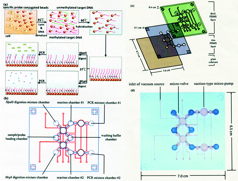 Microfluidic platforms for DNA methylation analysis - Lab on a Chip ...