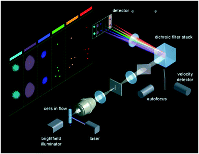 Review: imaging technologies for flow cytometry - Lab on a Chip (RSC ...