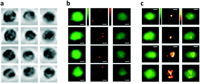 Review: imaging technologies for flow cytometry - Lab on a Chip (RSC ...
