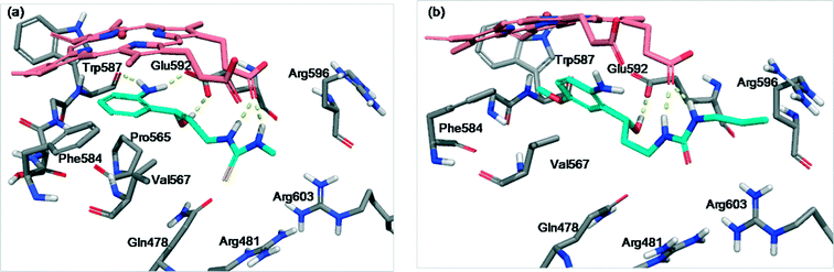 N , N ′-Disubstituted thiourea and urea derivatives: design, synthesis ...