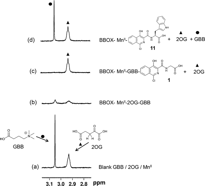 Development and application of ligand-based NMR screening assays for γ ...