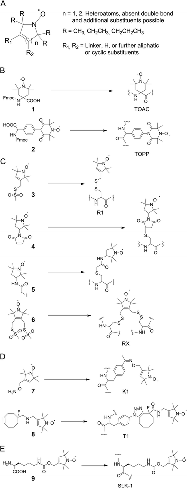 Site-directed spin labeling of proteins for distance measurements in ...