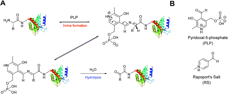 Site-selective incorporation and ligation of protein aldehydes ...