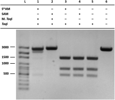 Chemoenzymatic synthesis and utilization of a SAM analog with an ...