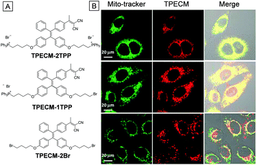 Organelle-specific bioprobes based on fluorogens with aggregation ...
