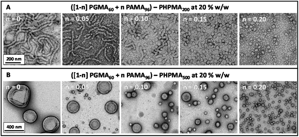 Cationic and reactive primary amine-stabilised nanoparticles via RAFT ...