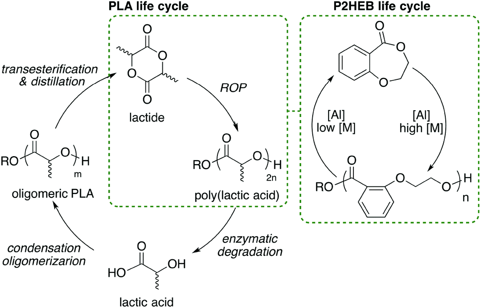 An aromatic/aliphatic polyester prepared via ring-opening ...