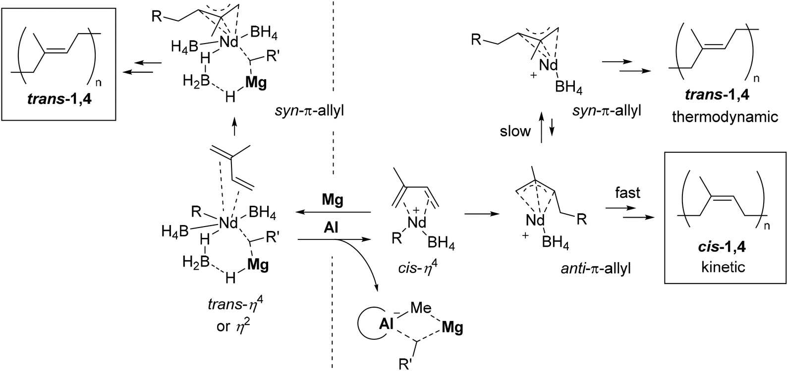 Synthesis of stereodiblock polyisoprene consisting of cis -1,4 and ...