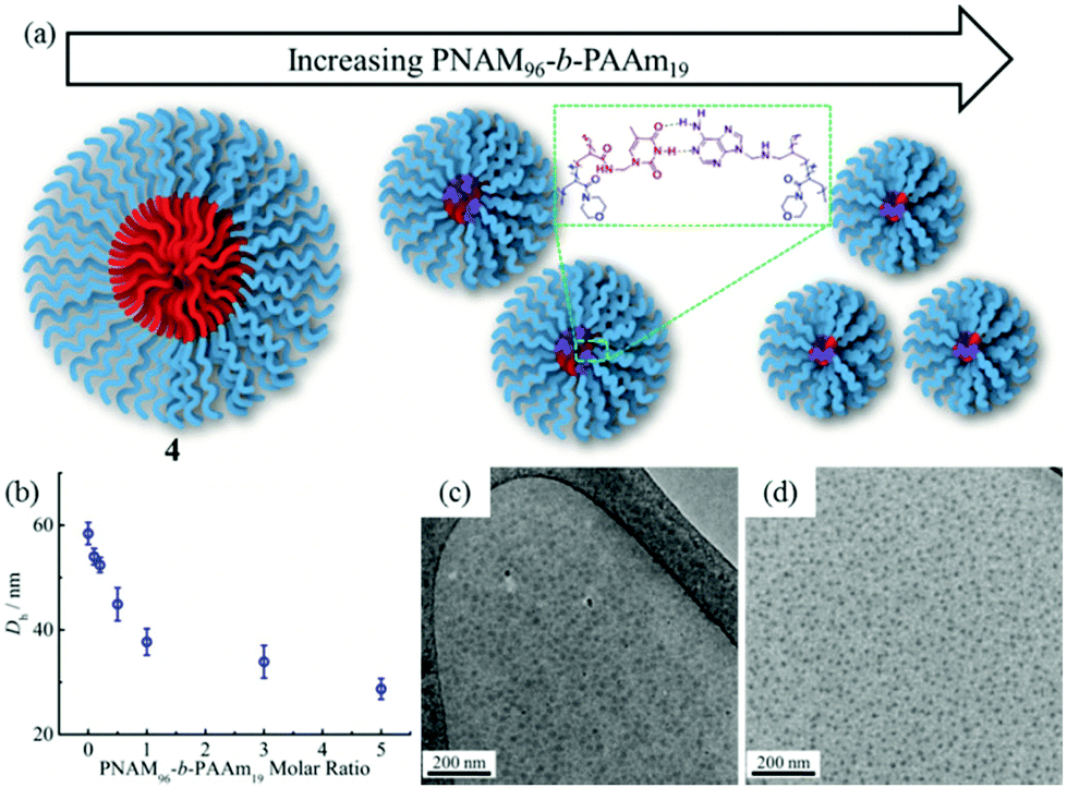 Micellar nanoparticles with tuneable morphologies through interactions ...
