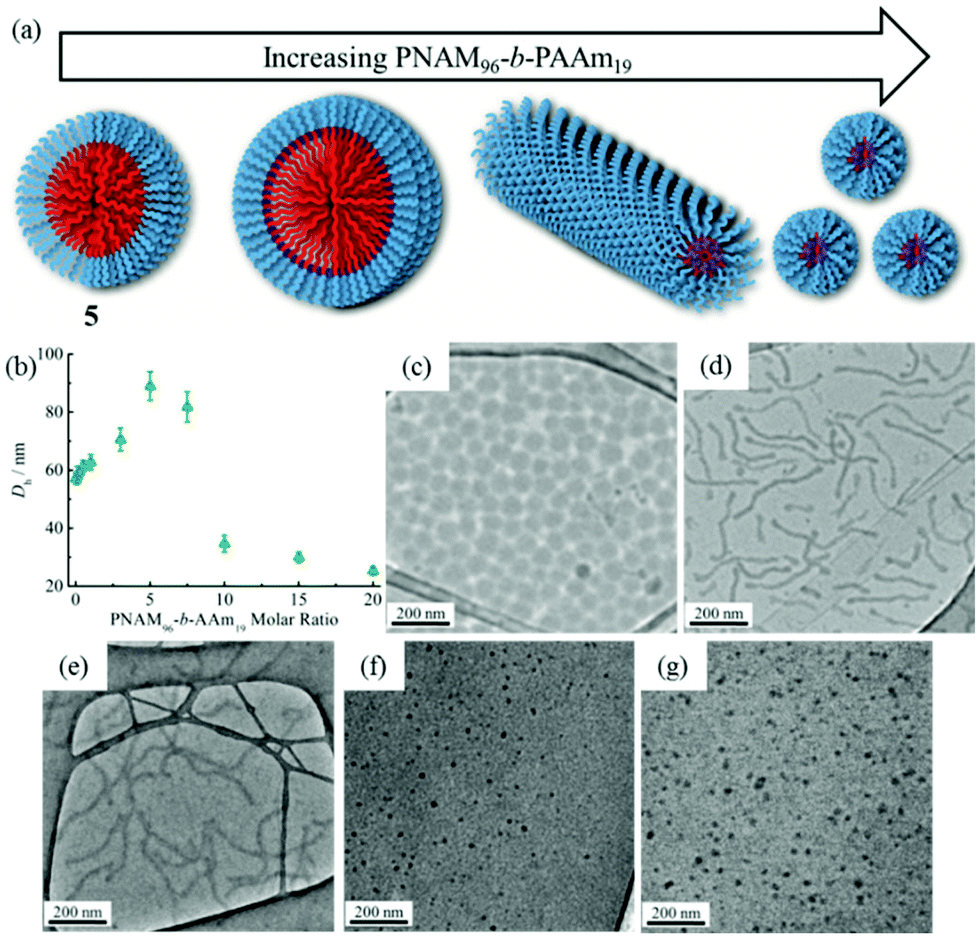 Micellar nanoparticles with tuneable morphologies through interactions ...