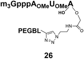 Synthetic m 3 G-CAP attachment necessitates a minimum trinucleotide ...