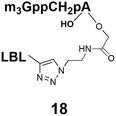 Synthetic m 3 G-CAP attachment necessitates a minimum trinucleotide ...