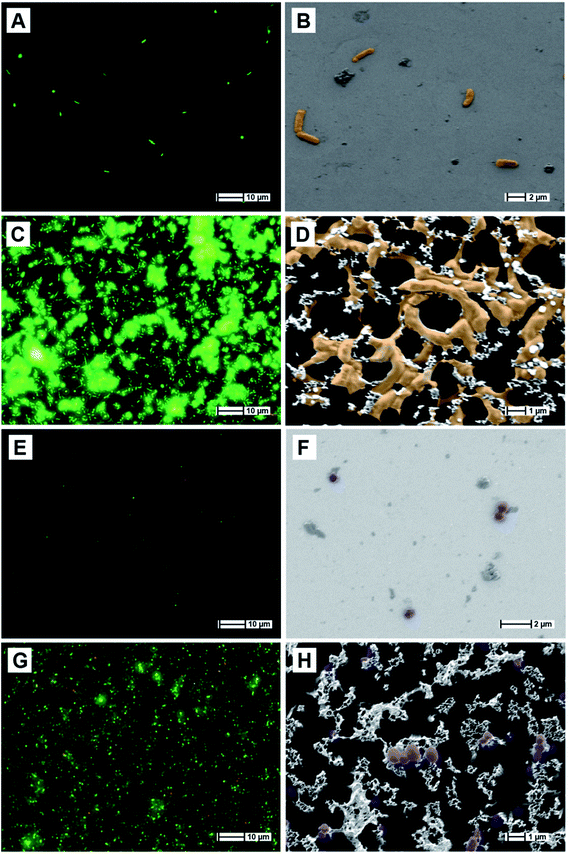 Antibacterial properties of silver dendrite decorated silicon nanowires ...