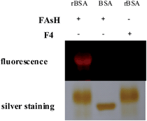Development of a red fluorescent light-up probe for highly selective ...