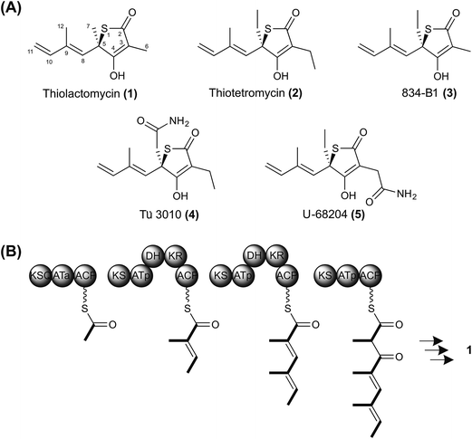 A genomics-led approach to deciphering the mechanism of thiotetronate ...