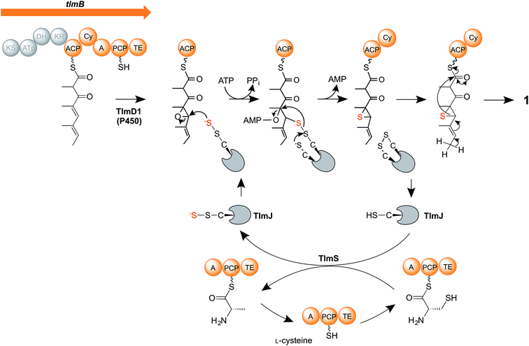 A genomics-led approach to deciphering the mechanism of thiotetronate ...