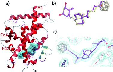 Carborane-based design of a potent vitamin D receptor agonist ...