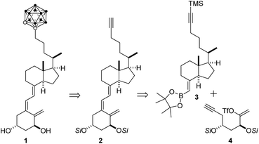 Carborane-based design of a potent vitamin D receptor agonist ...