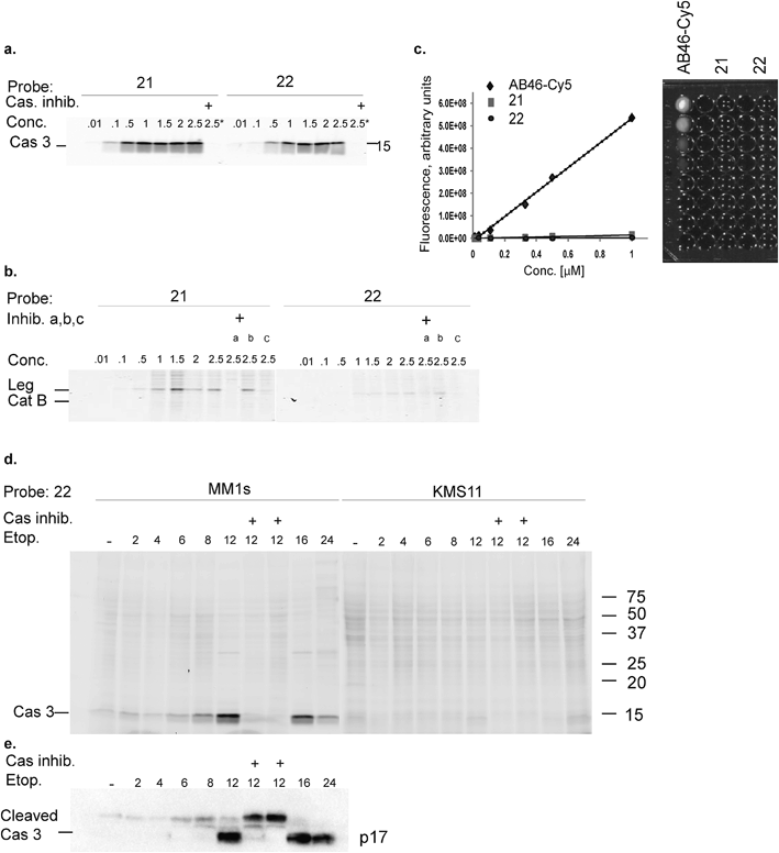 A novel quenched fluorescent activity-based probe reveals caspase-3 ...