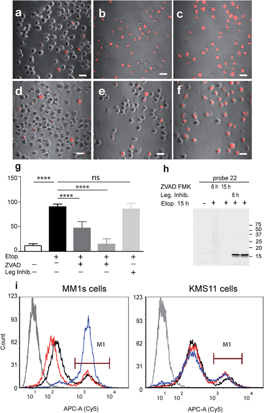 A novel quenched fluorescent activity-based probe reveals caspase-3 ...