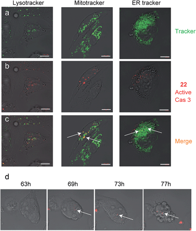 A novel quenched fluorescent activity-based probe reveals caspase-3 ...